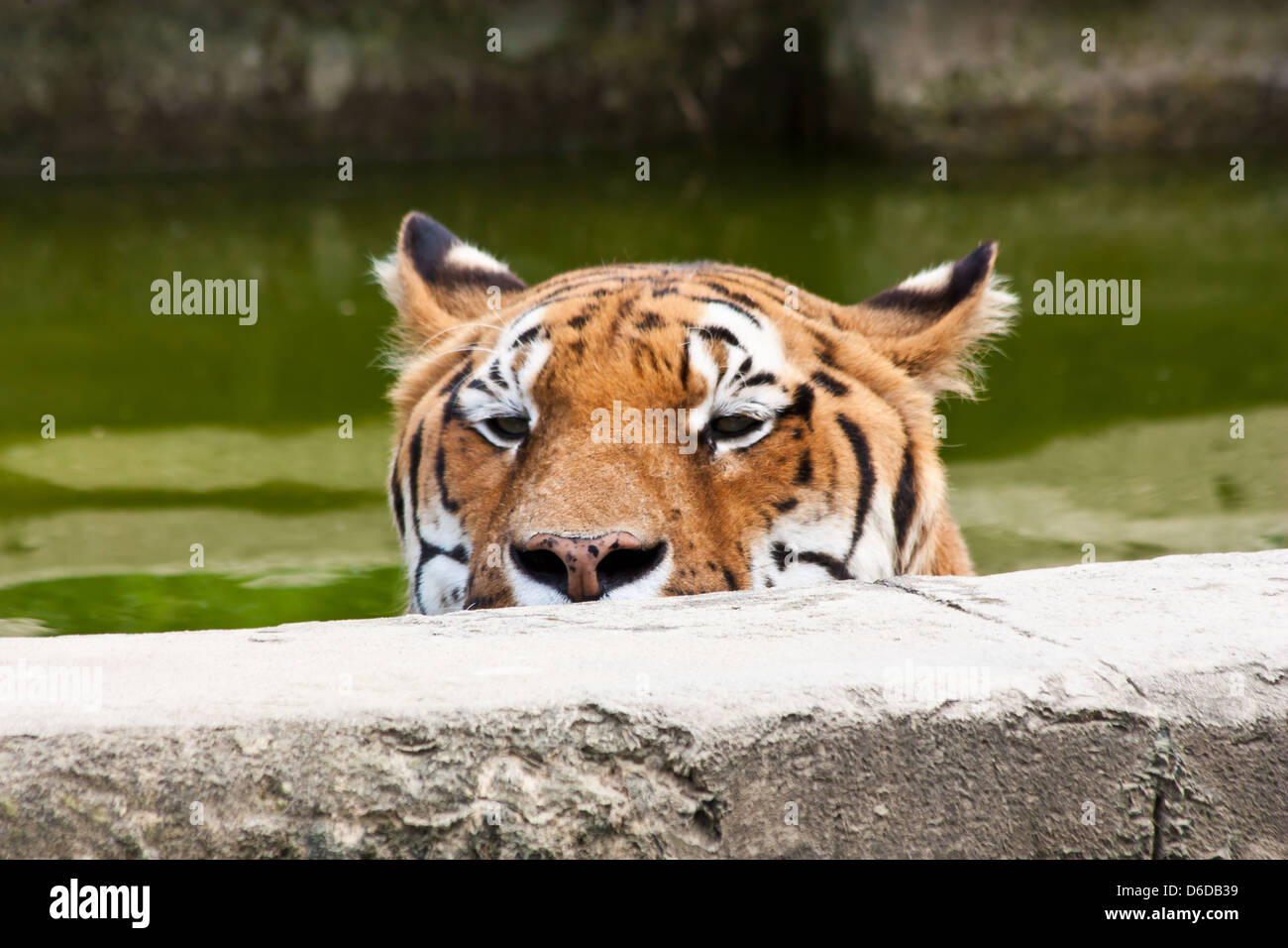 Danger: hungry tiger Stock Photo - Alamy
