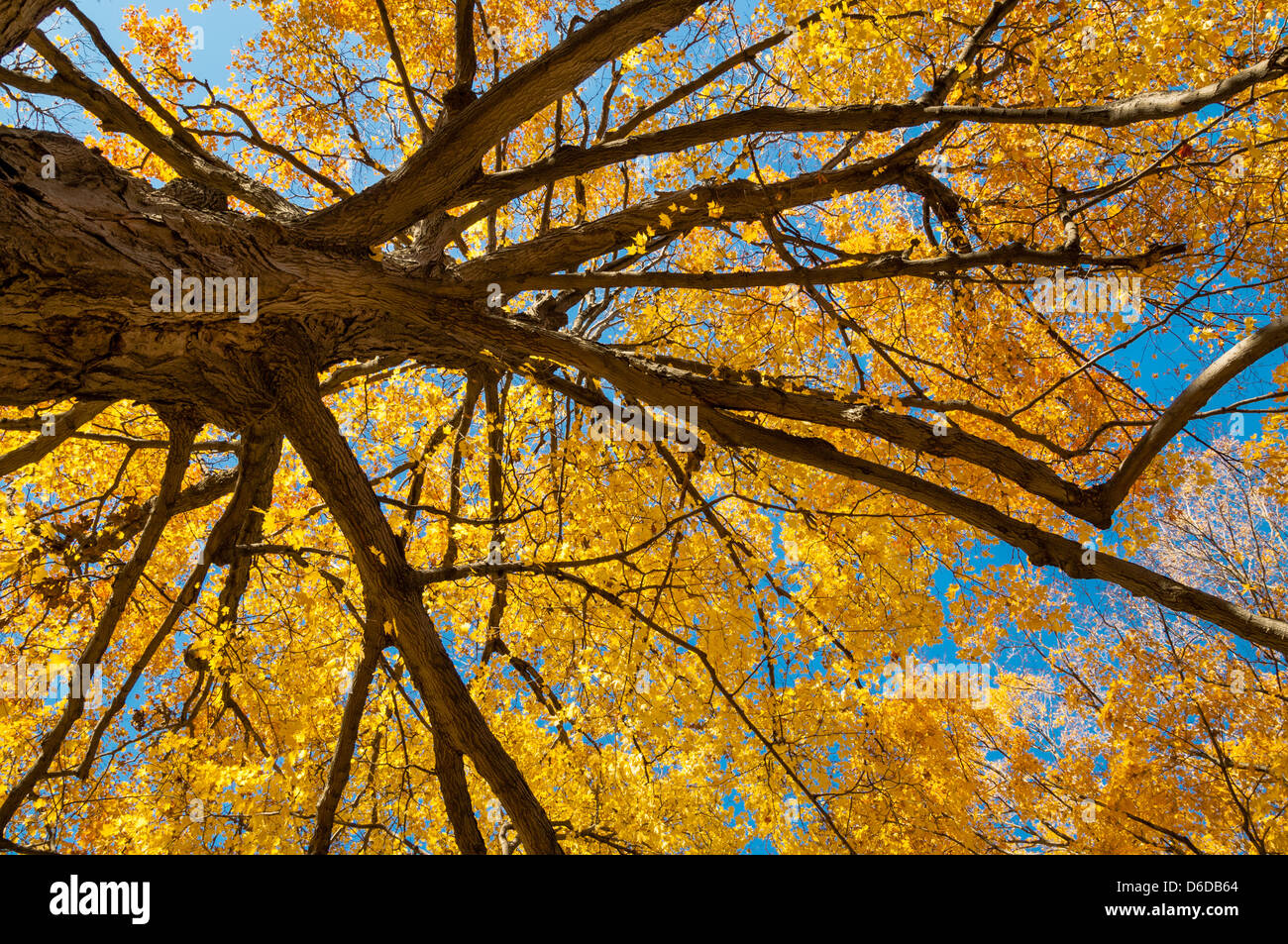 Maple Tree in fall colors, Wakefield, Massachusetts Stock Photo - Alamy
