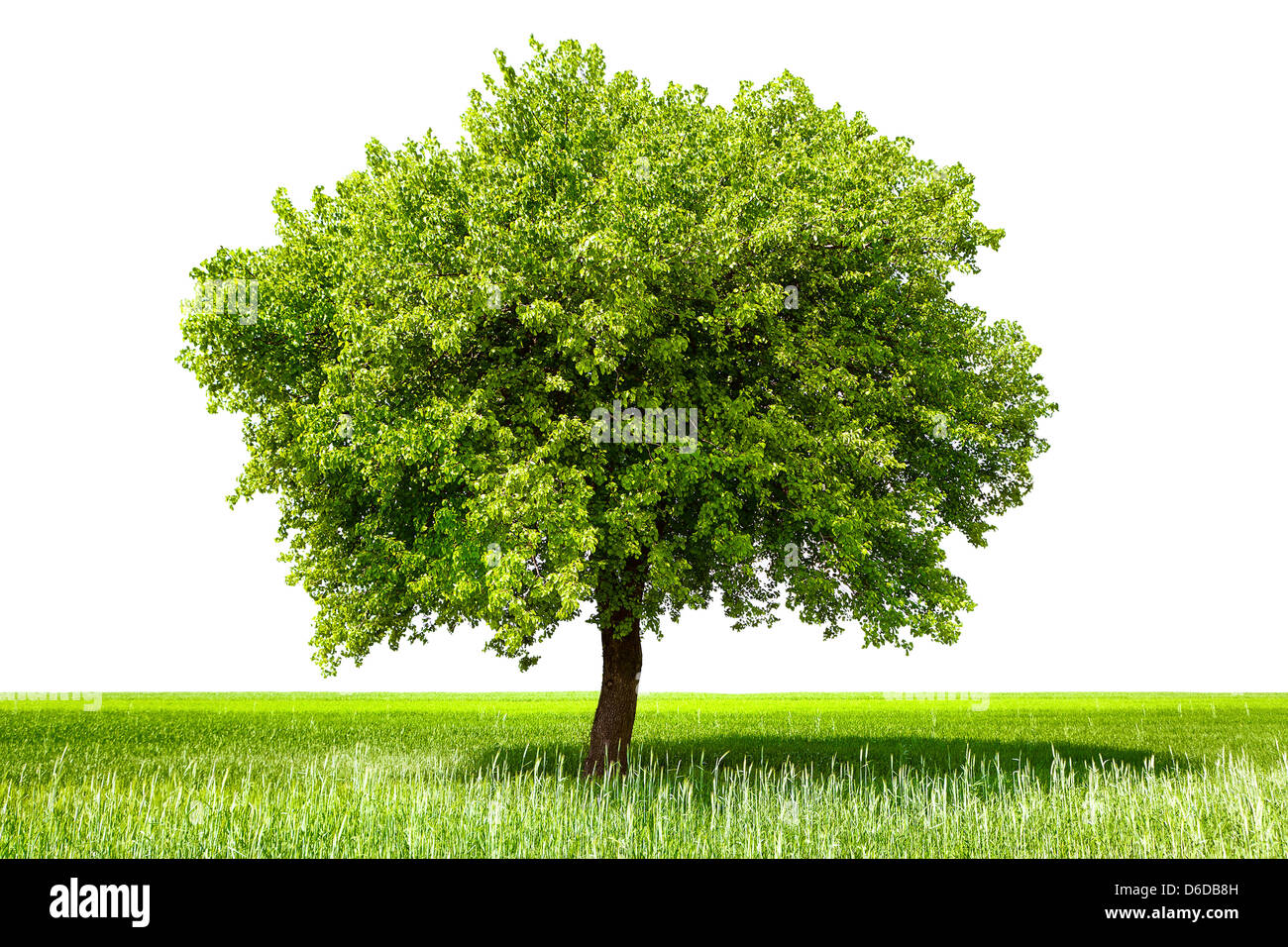 Green tree, isolated Stock Photo - Alamy