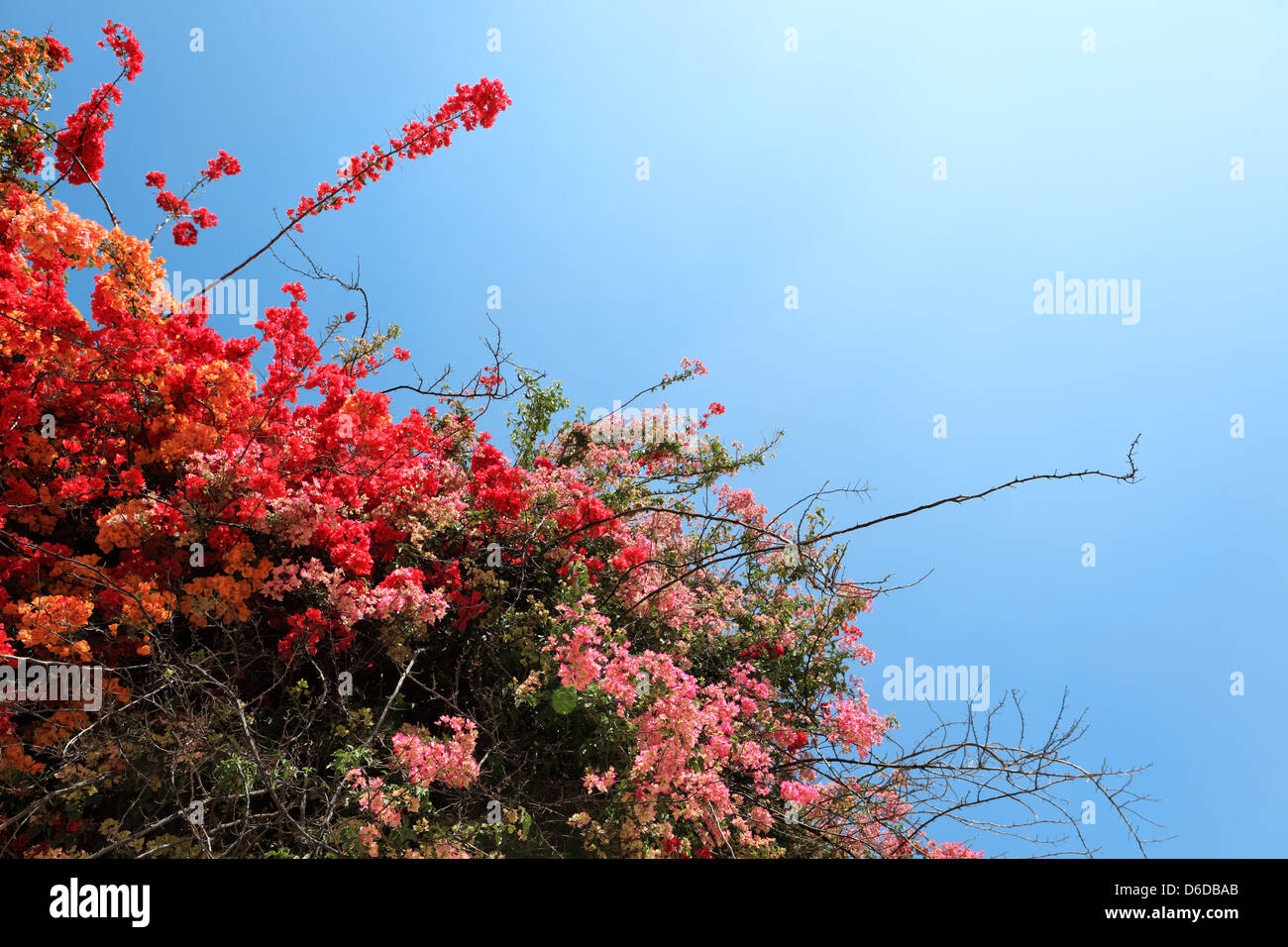 Flowering shrubs hi-res stock photography and images - Alamy