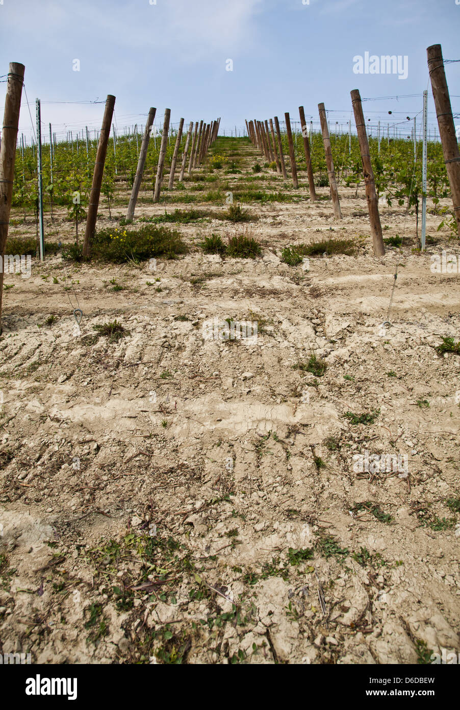 Barbera vineyard - Italy Stock Photo - Alamy