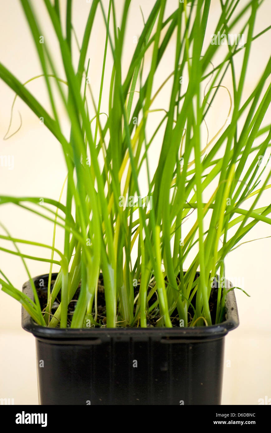 Chieves hi-res stock photography and images - Alamy