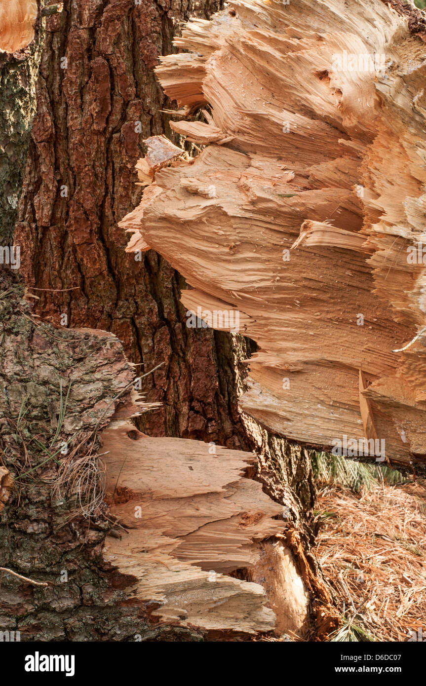 The splintered trunk of a recently fallen white pine Stock Photo - Alamy