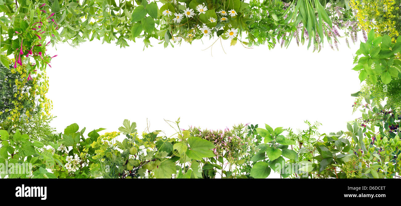 Background green plants from hi-res stock photography and images - Alamy