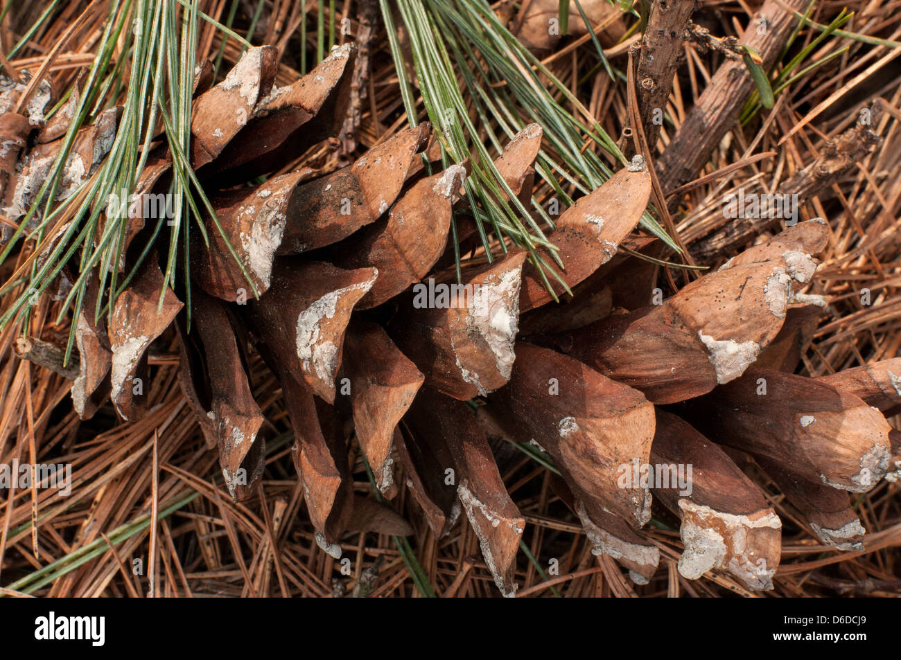 White pine cone hi-res stock photography and images - Alamy