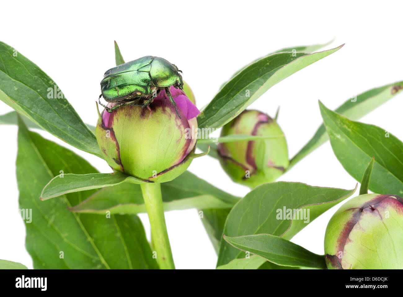 Green bug on green buds Stock Photo - Alamy