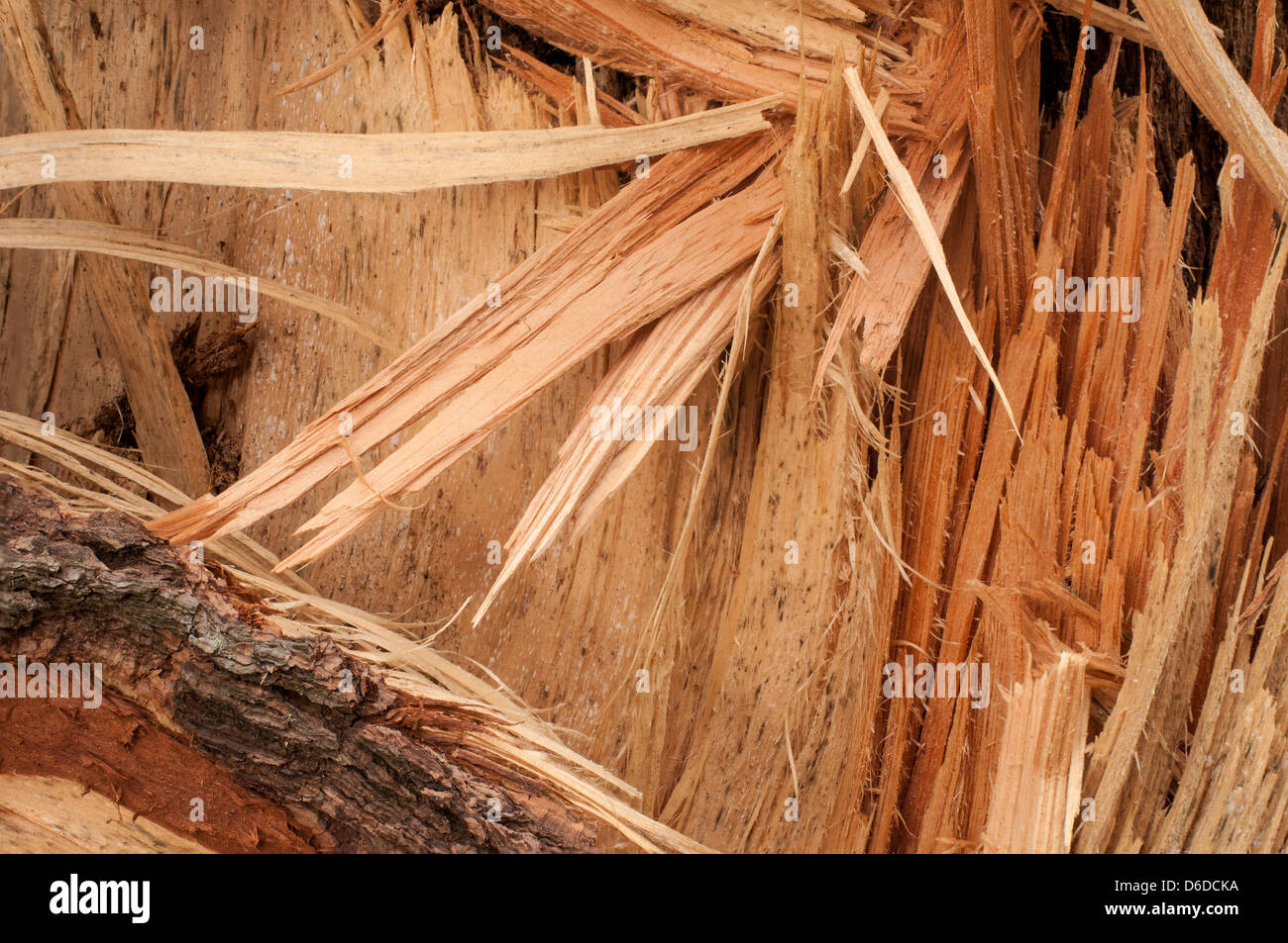 The splintered trunk of a recently fallen white pine Stock Photo - Alamy