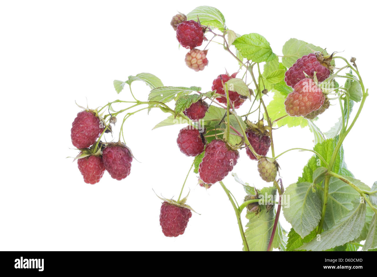 Real raspberry on branches Stock Photo - Alamy