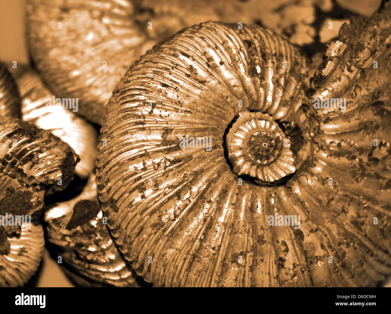 Circle shell fossil hi-res stock photography and images - Alamy