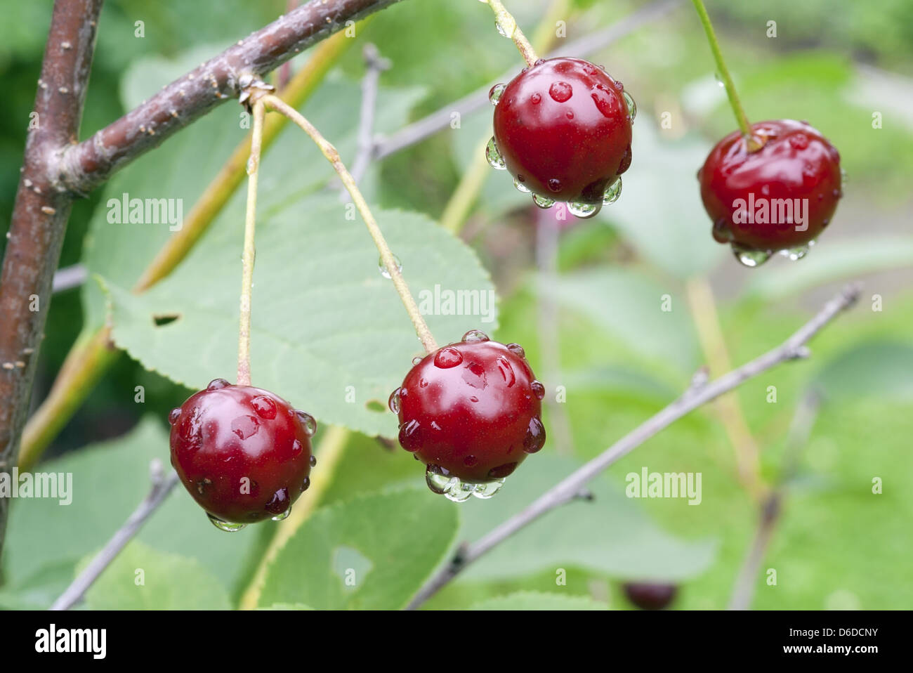 Rain drops on cherries Stock Photo - Alamy