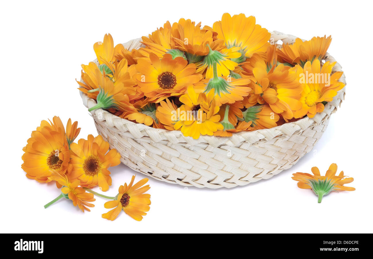 medicinal calendula in basket Stock Photo - Alamy