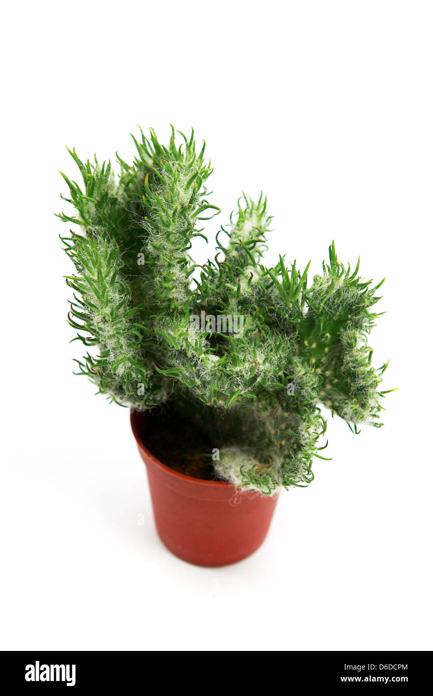 Cactus shape Cut Out Stock Images & Pictures - Alamy