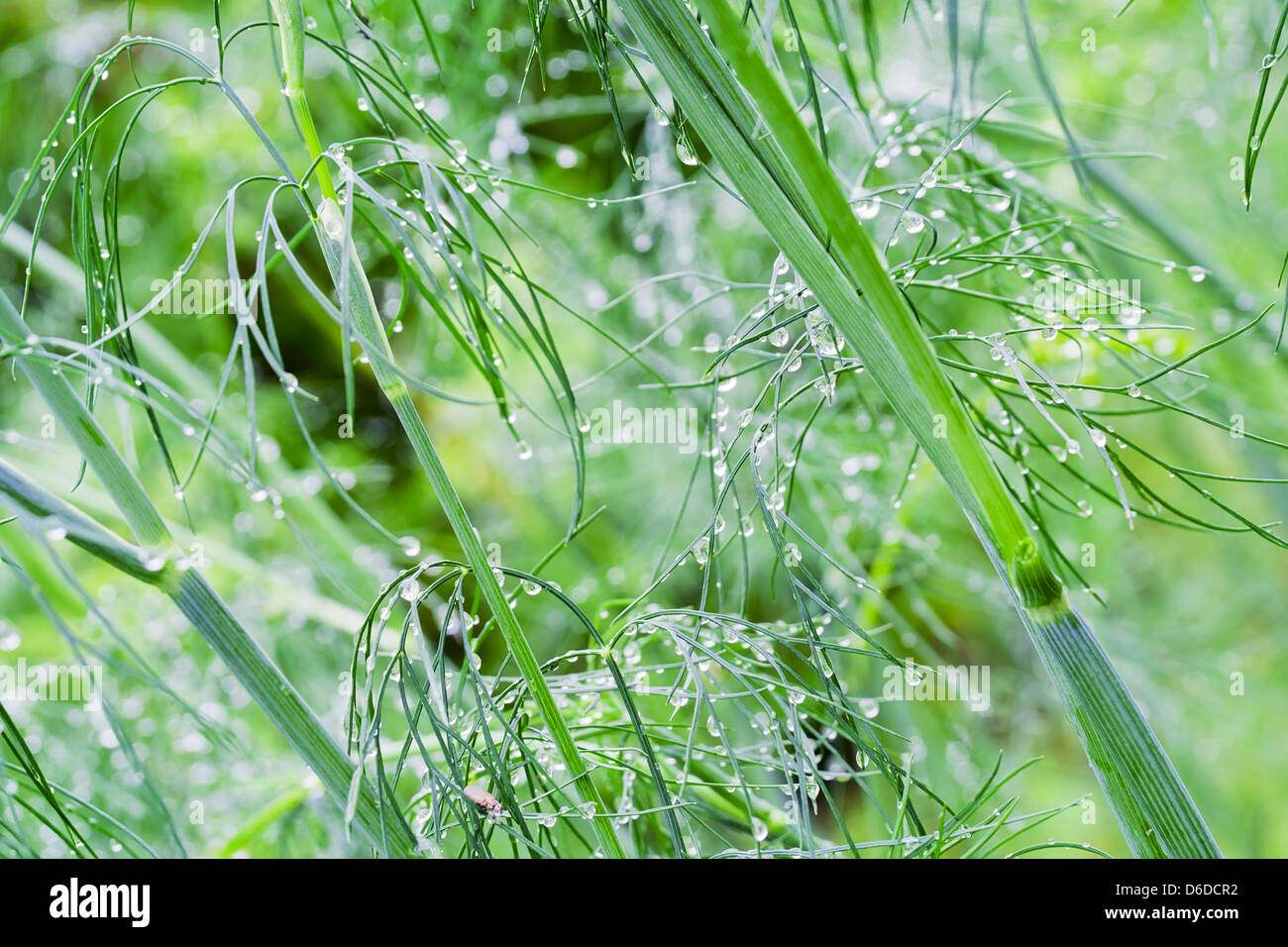 Drops and fennel background Stock Photo - Alamy