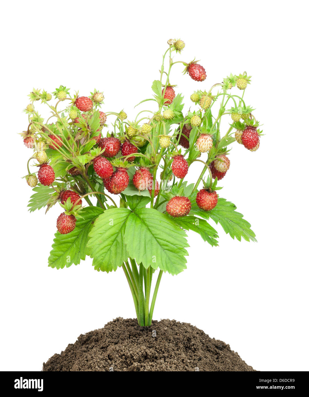 Bush of strawberry in soil isolated Stock Photo - Alamy