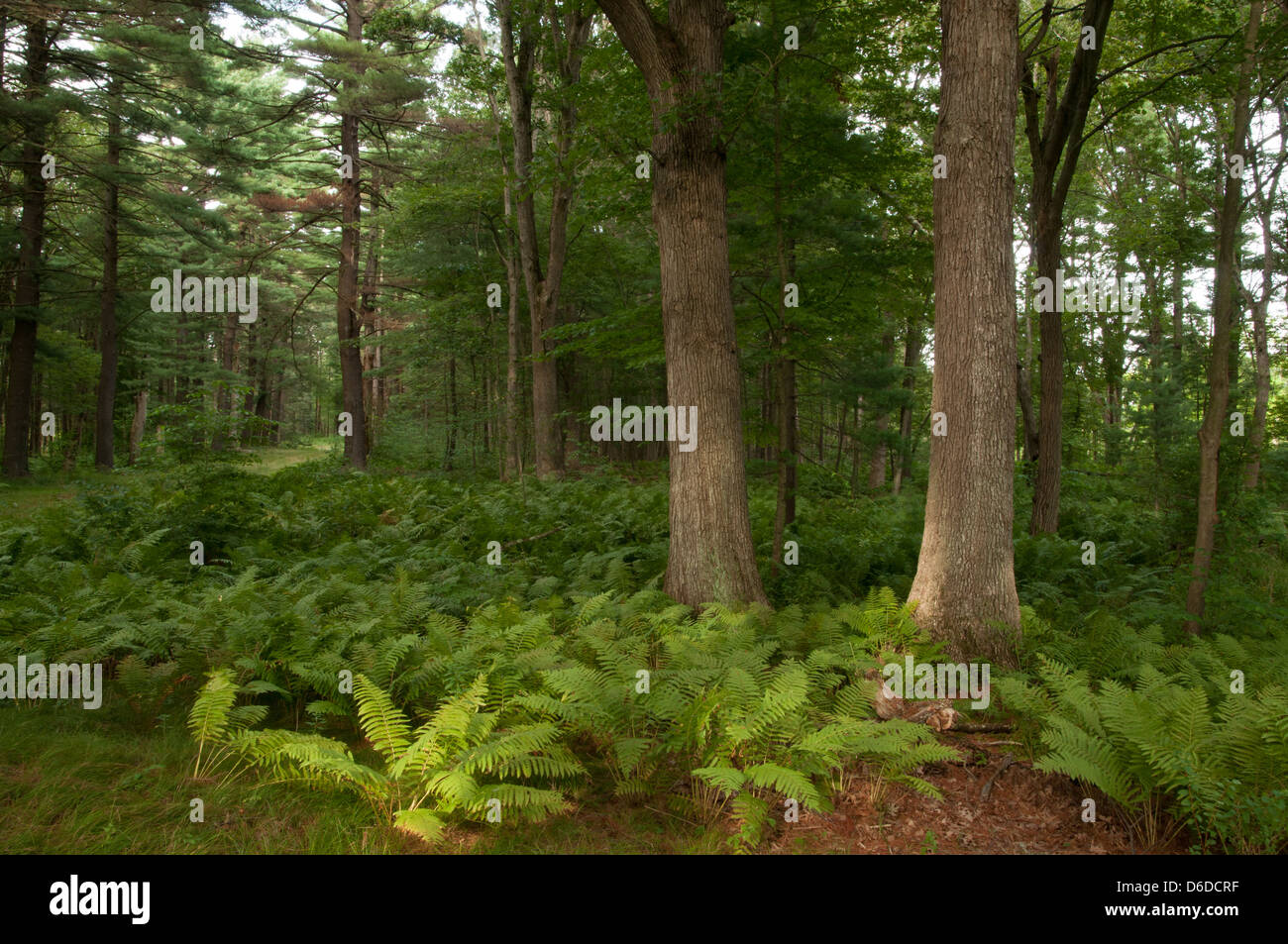 Ferns and maple trees at Appleton Farms & Grass Rides, Ipswich, MA ...