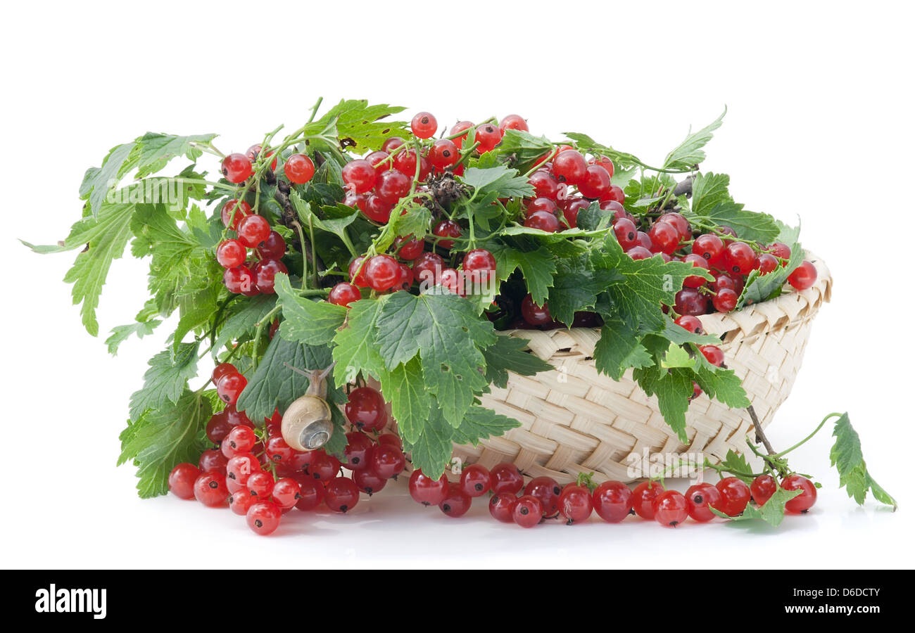 Red currants in summer Cut Out Stock Images & Pictures - Alamy