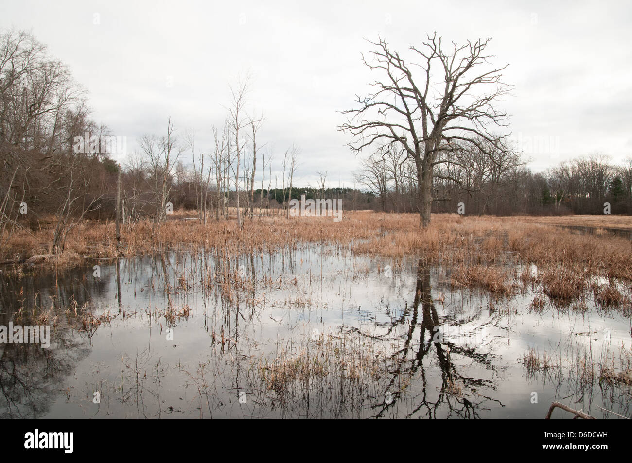 Julia Bird Reservation in Ipswich, MA, managed by the Essex County ...