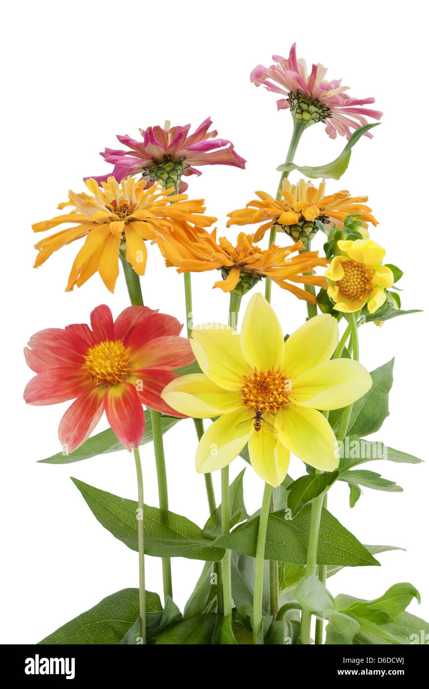 July bright flowers and a fly Stock Photo - Alamy