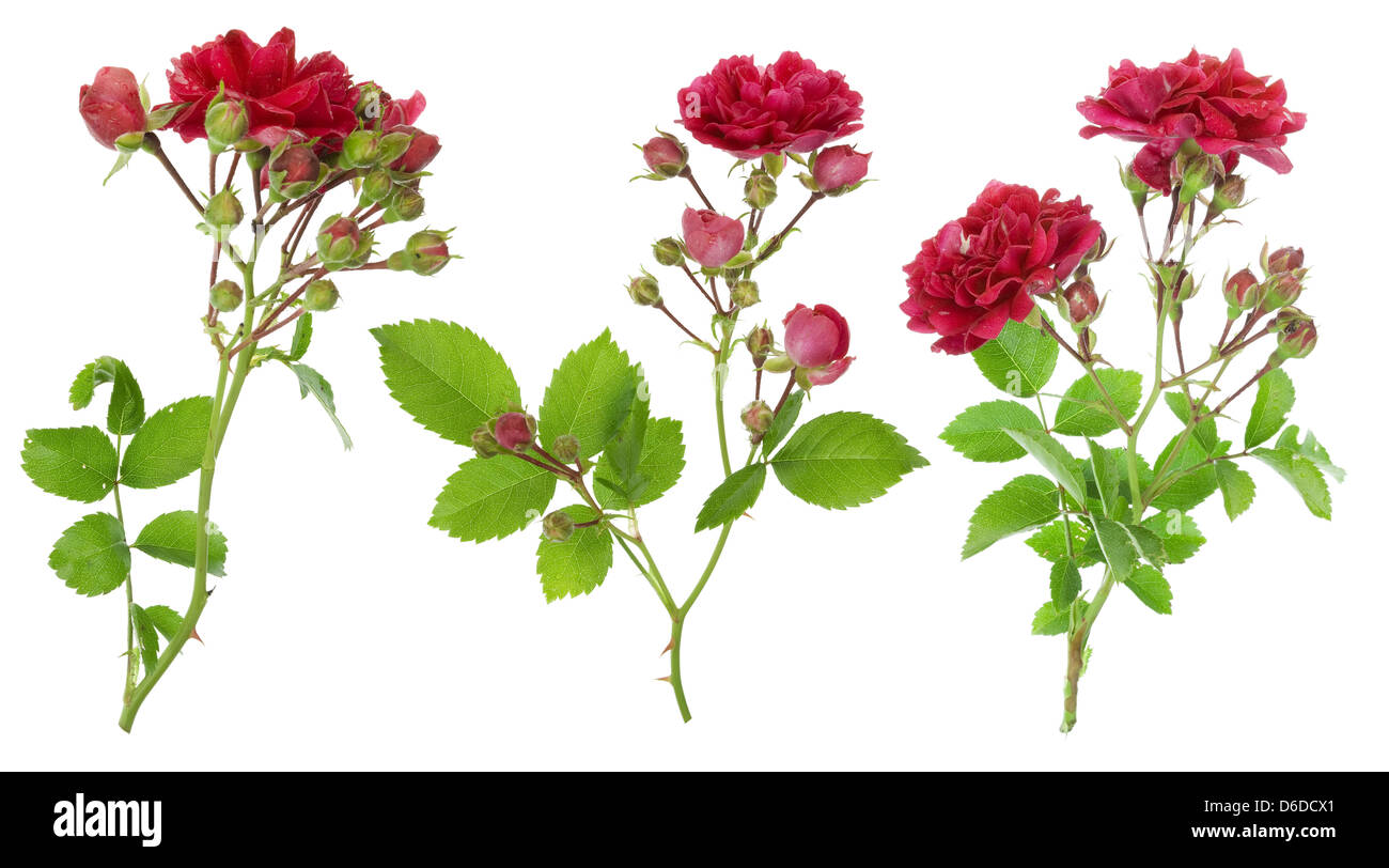 Isolated red roses branches set Stock Photo - Alamy