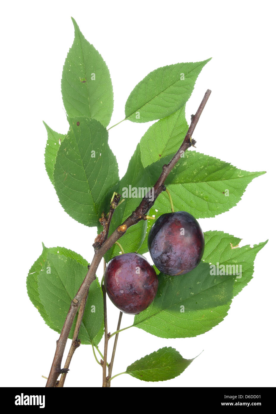 Real isolated ripe plums Stock Photo - Alamy