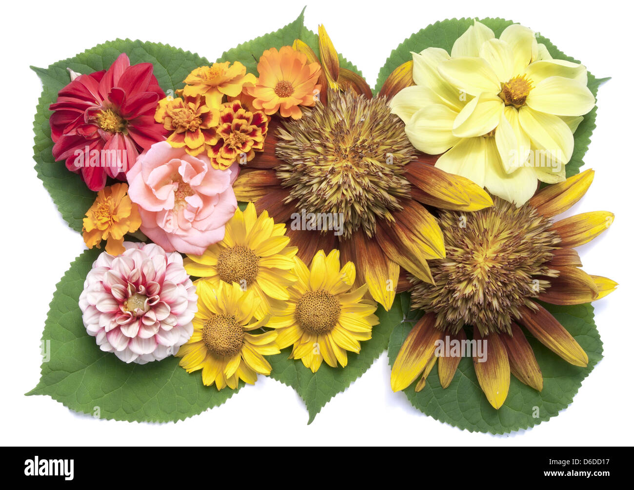 Yellow and pink buds Cut Out Stock Images & Pictures - Alamy