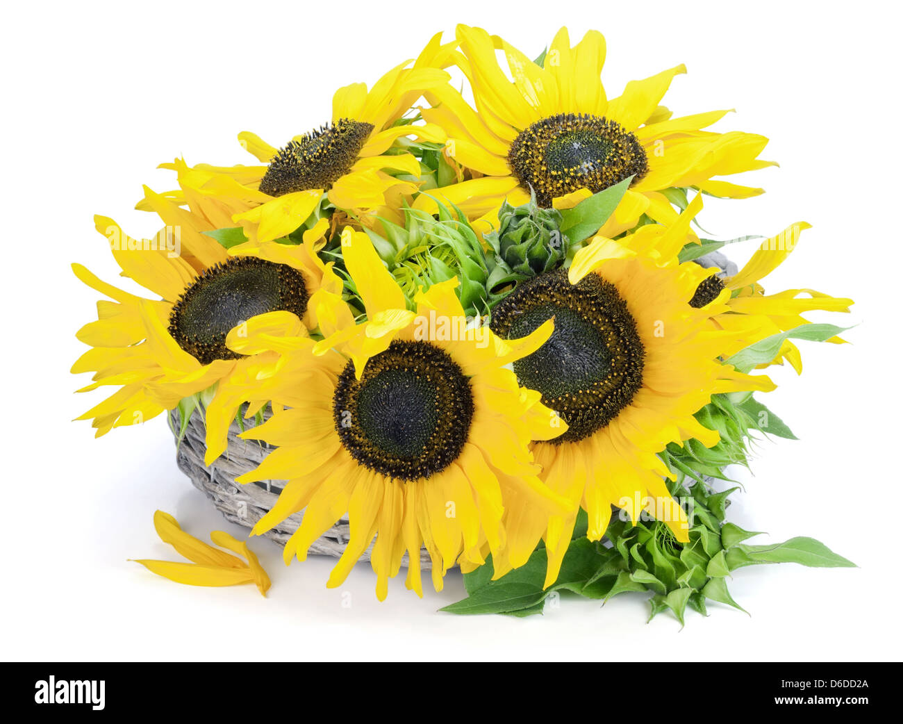 A lot of sunflower lies in a basket Stock Photo - Alamy