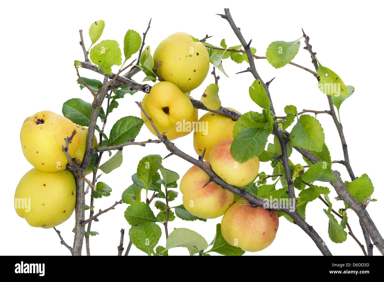 Yellow Japanese Quince branches Stock Photo - Alamy