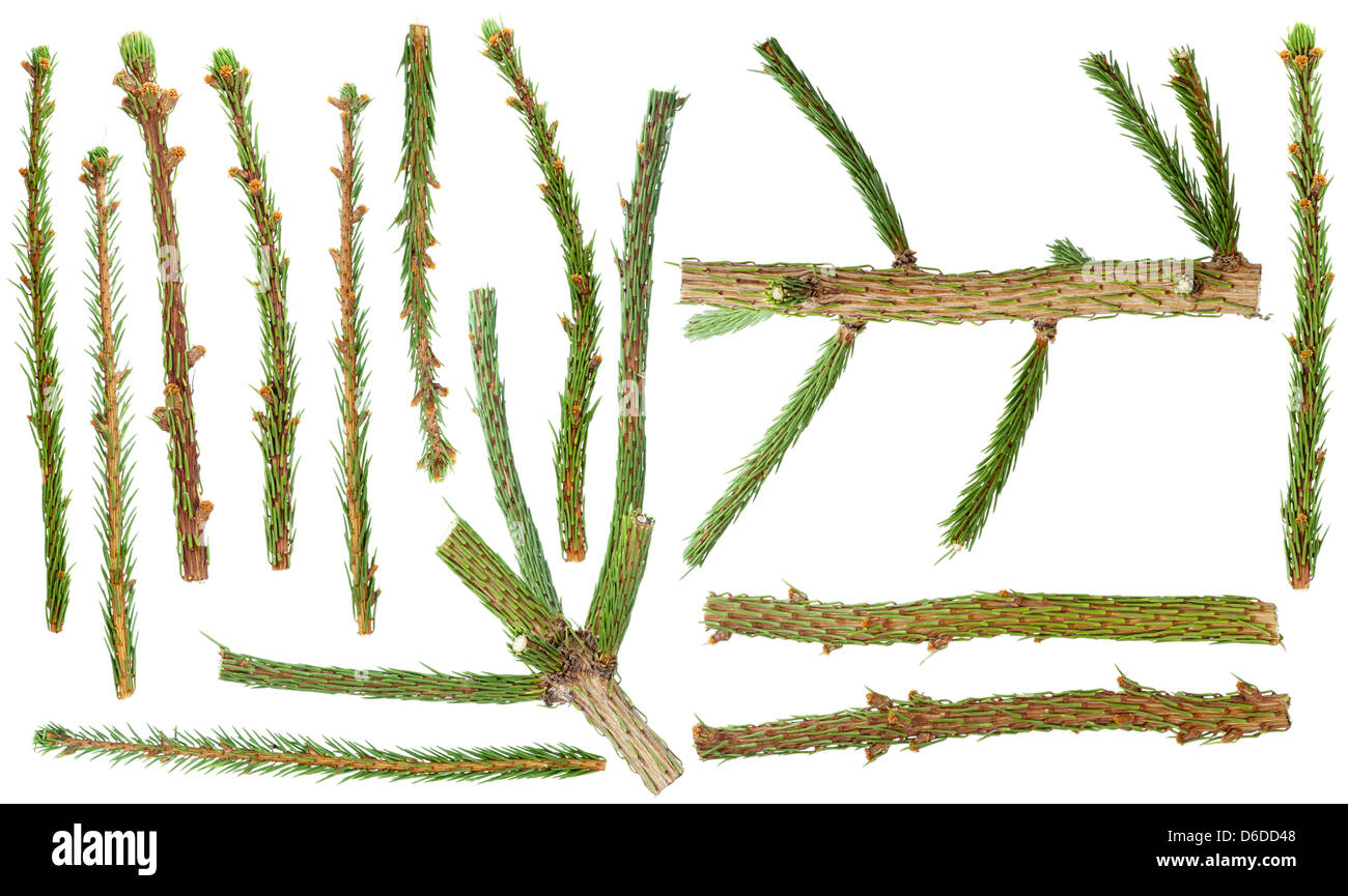 Young fresh branches of a fir-tree set Stock Photo - Alamy