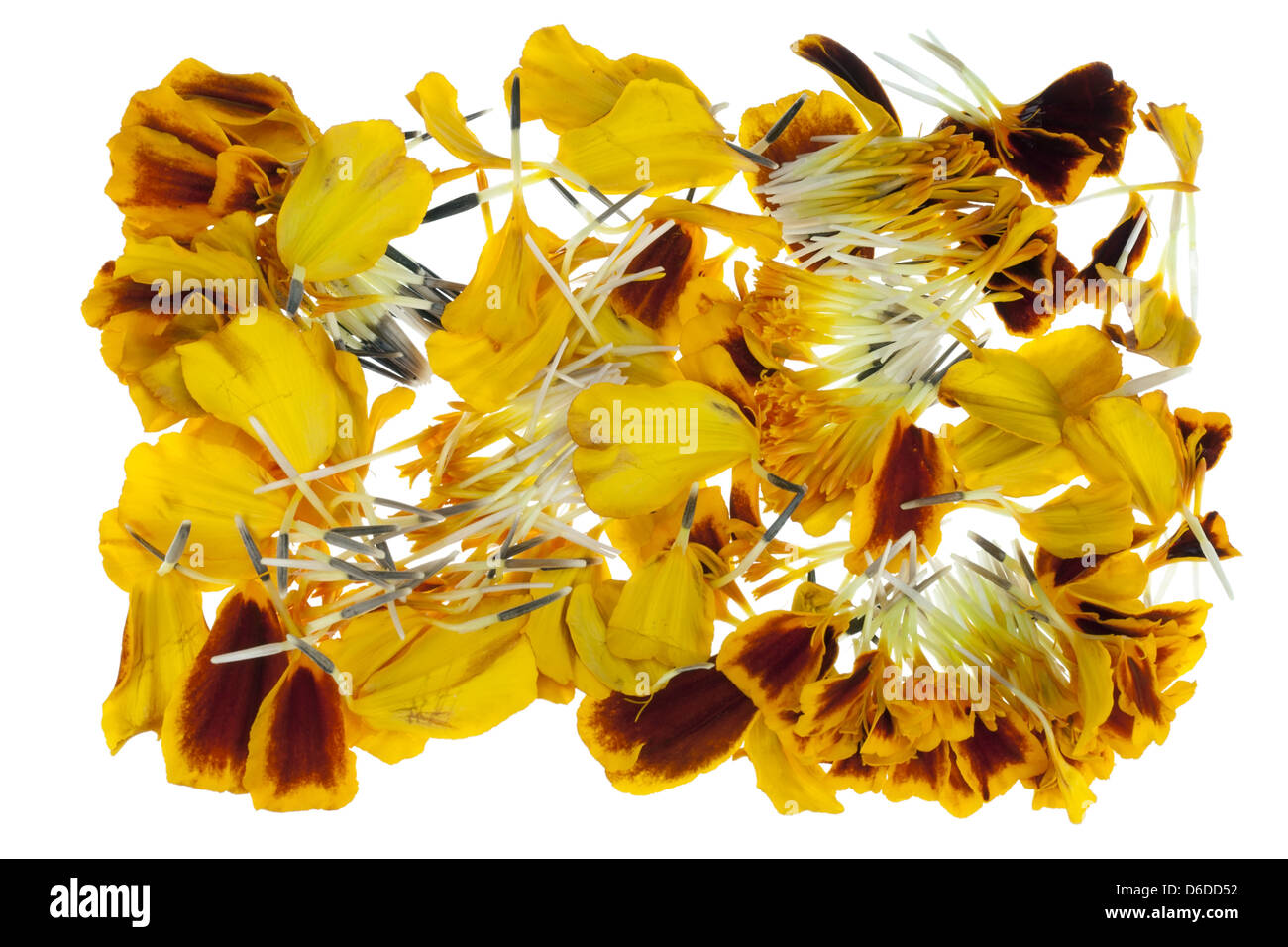 French Marigold petals Stock Photo - Alamy