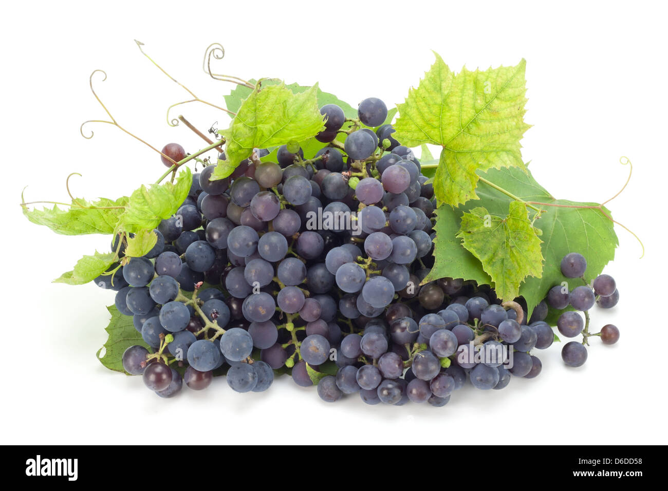 Northern Europe grapes Stock Photo - Alamy