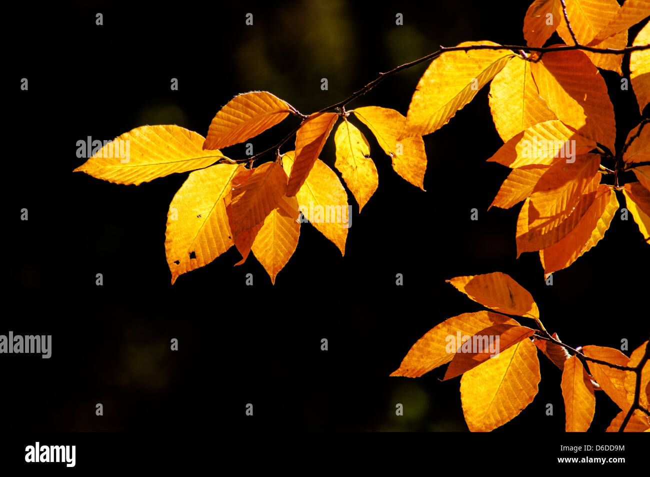 American beech tree hi-res stock photography and images - Alamy