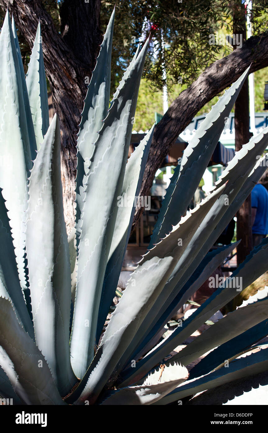 Aloe Vera cactus Stock Photo - Alamy
