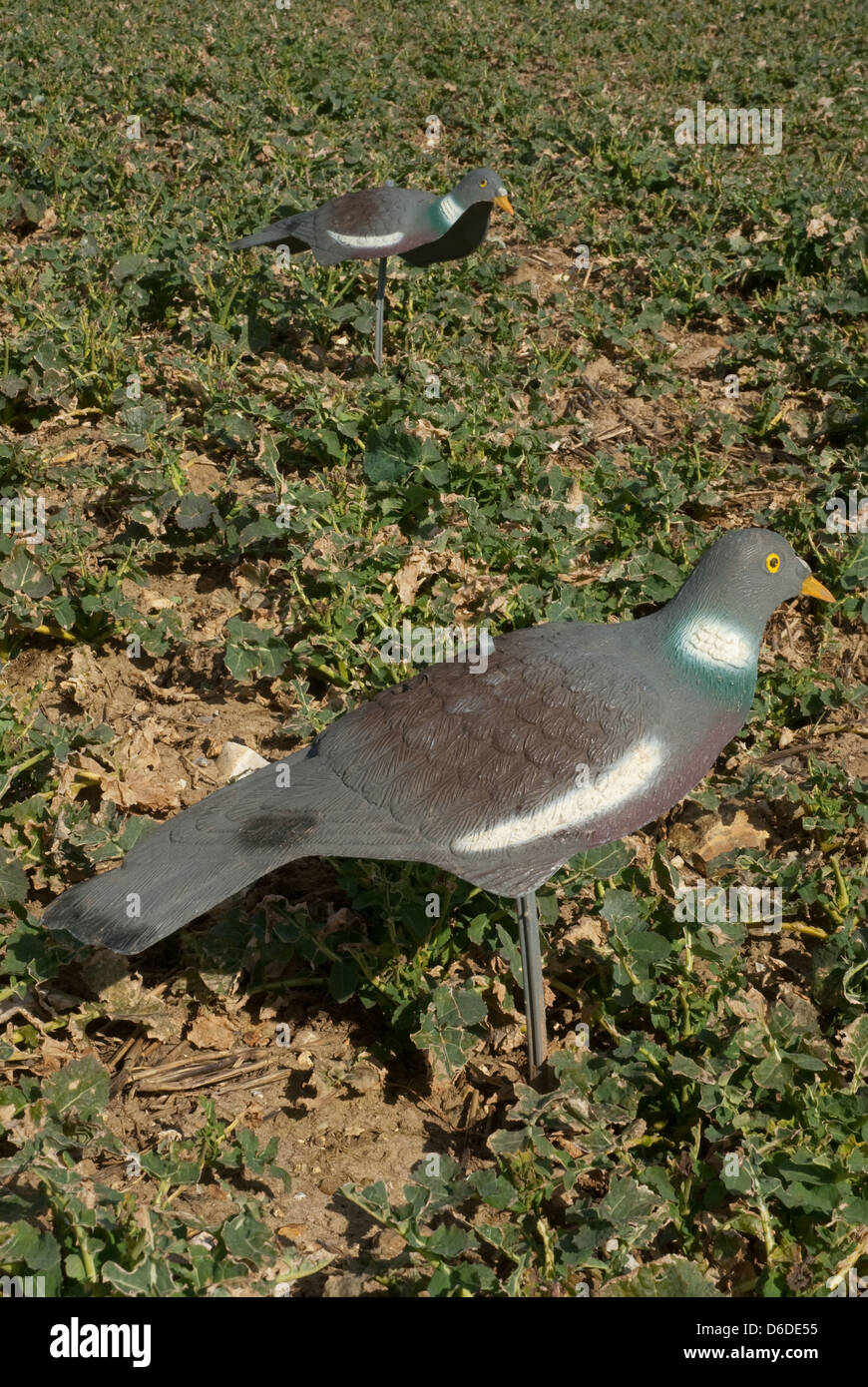Half-shell decoys used for decoying Wood-pigeons (Columba palumbus ...