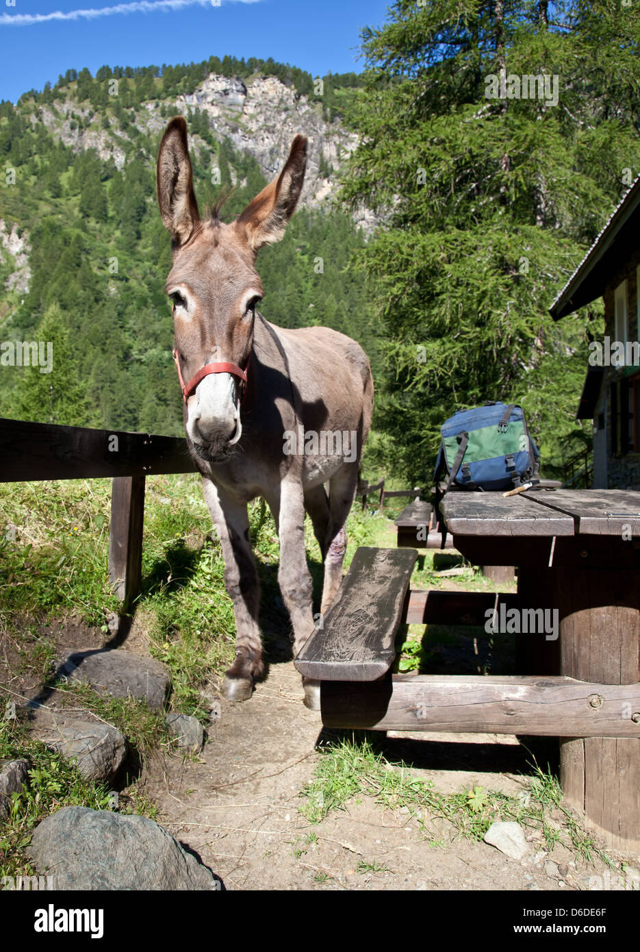 Donkey close up Stock Photo - Alamy