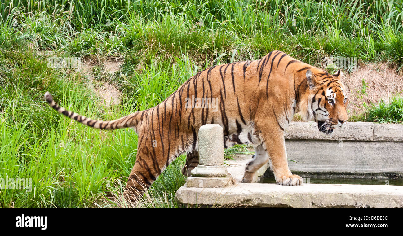 Hungry tiger hi-res stock photography and images - Alamy