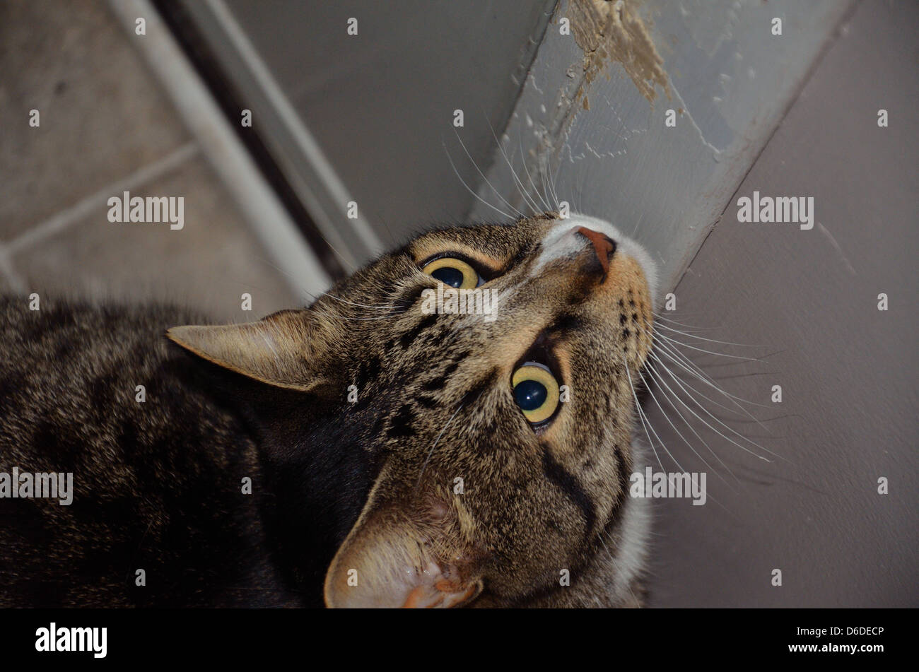 cat wants out Stock Photo - Alamy