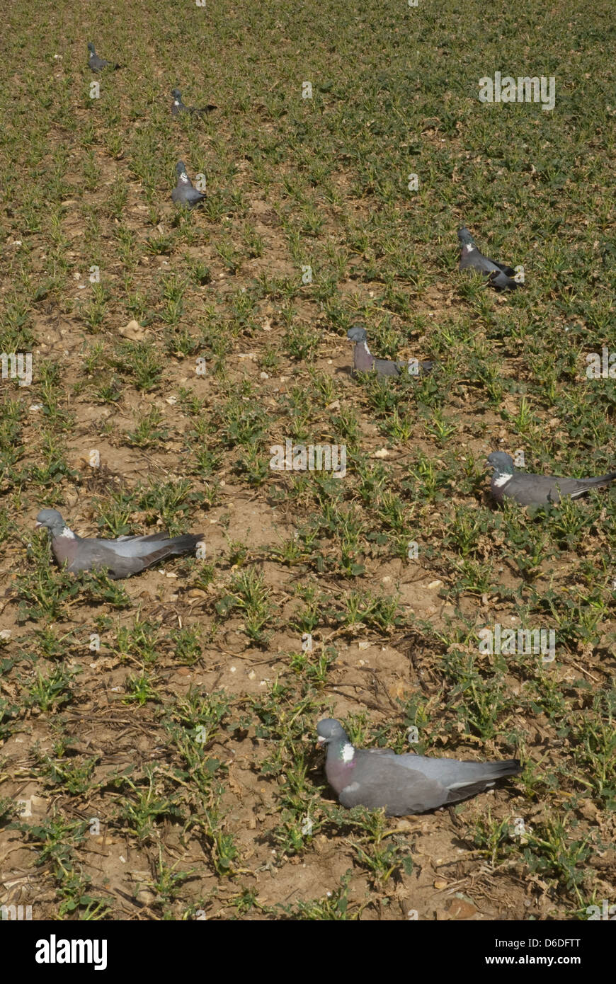 Wood-pigeon decoying (Columba palumbus) Dead bird decoys set on oilseed ...