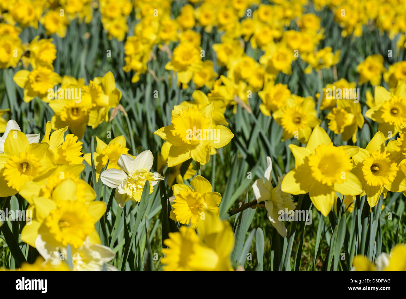 Daffodils in Spring Stock Photo - Alamy