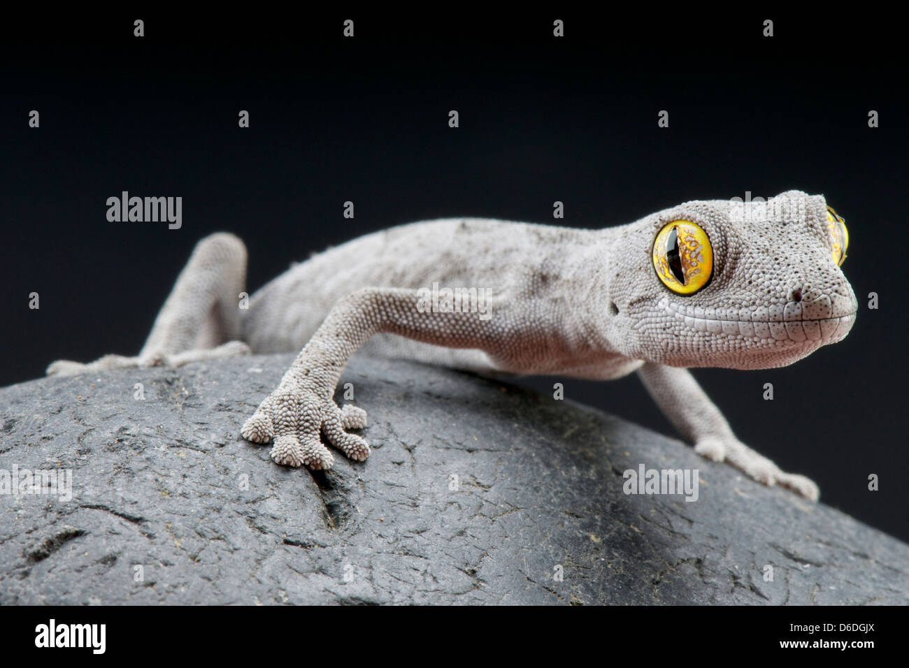 Spiny tailed gecko spinigerus hi-res stock photography and images - Alamy
