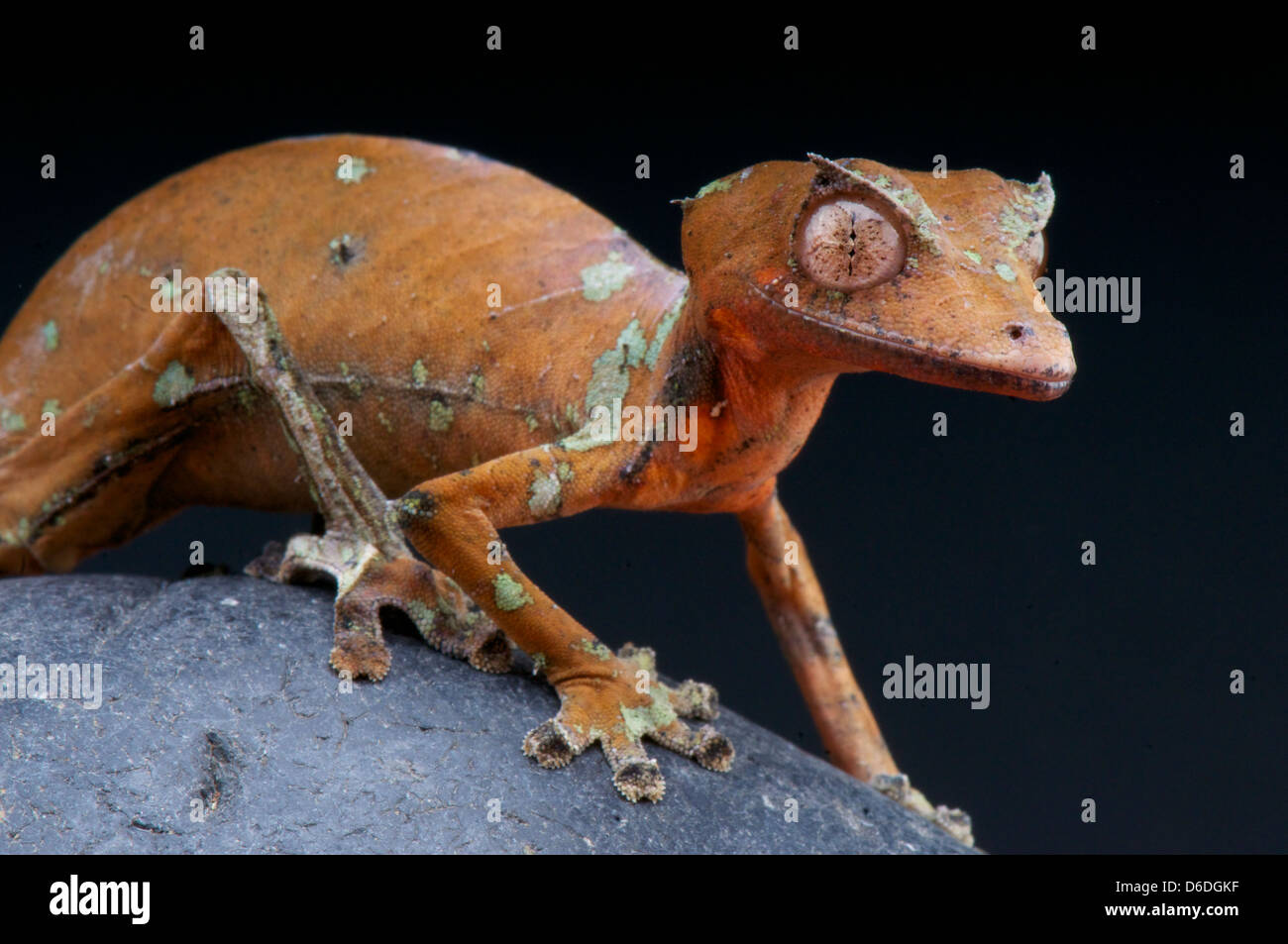 Satanic leaf-tailed gecko / Uroplatus phantasticus Stock Photo - Alamy