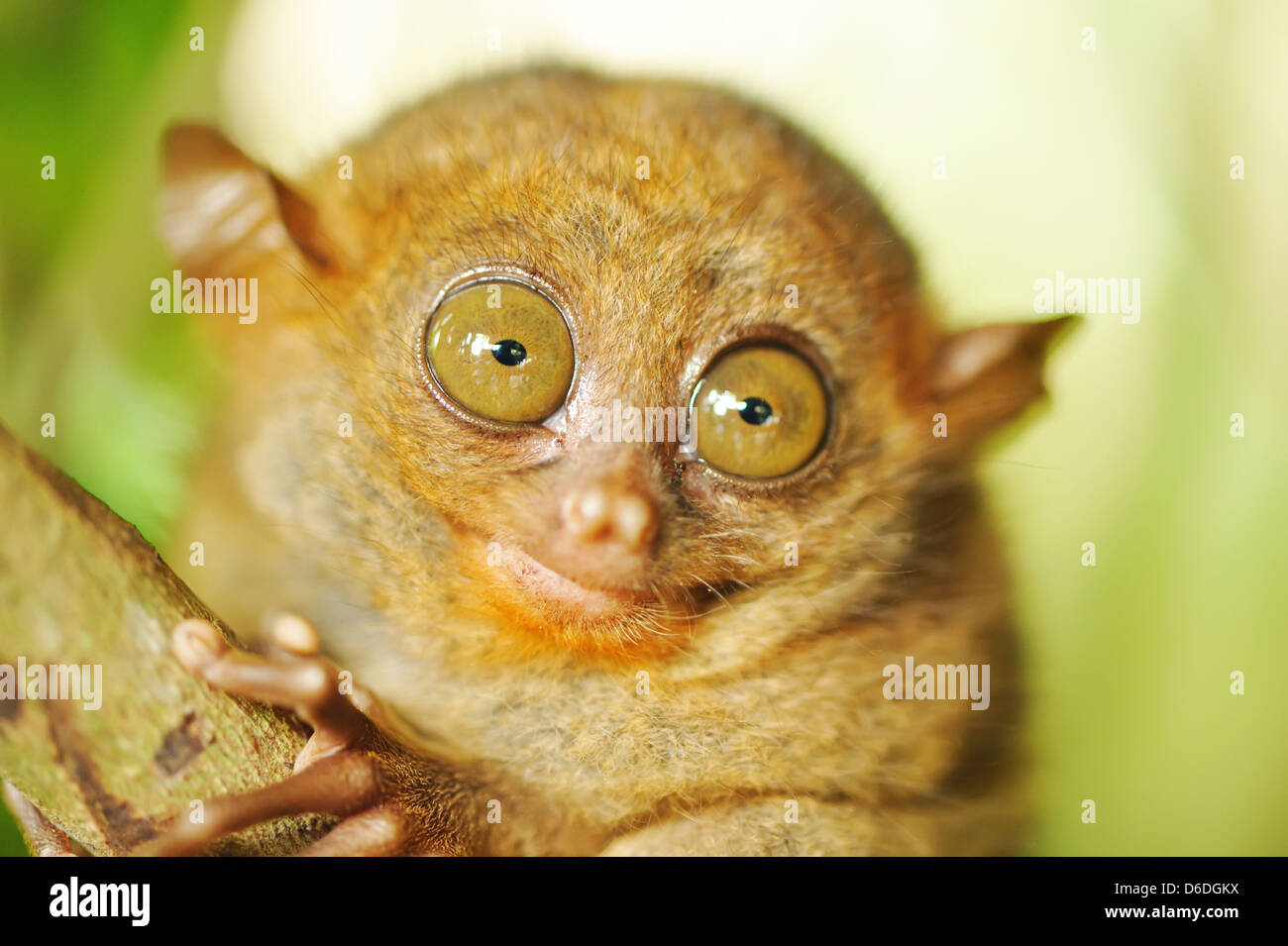 Tarsier monkey hi-res stock photography and images - Alamy