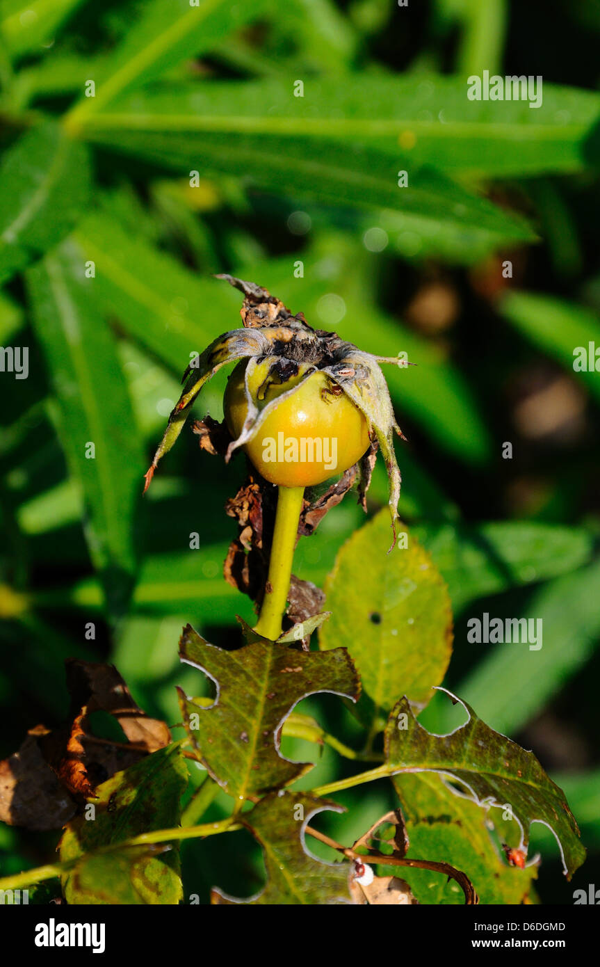Rose seed pod hi-res stock photography and images - Alamy