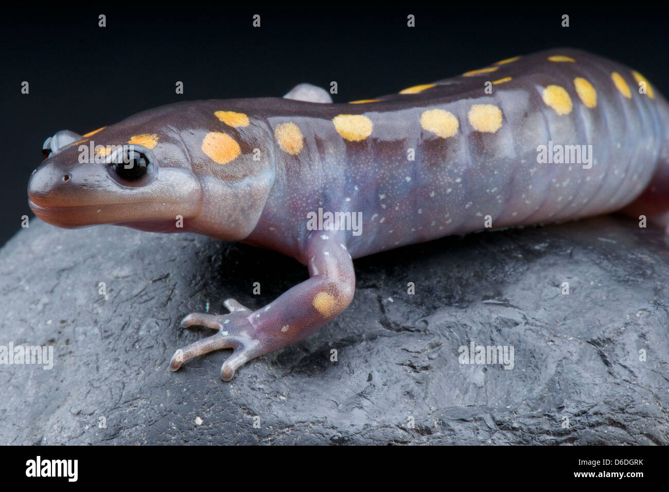 Canada Mole High Resolution Stock Photography and Images - Alamy