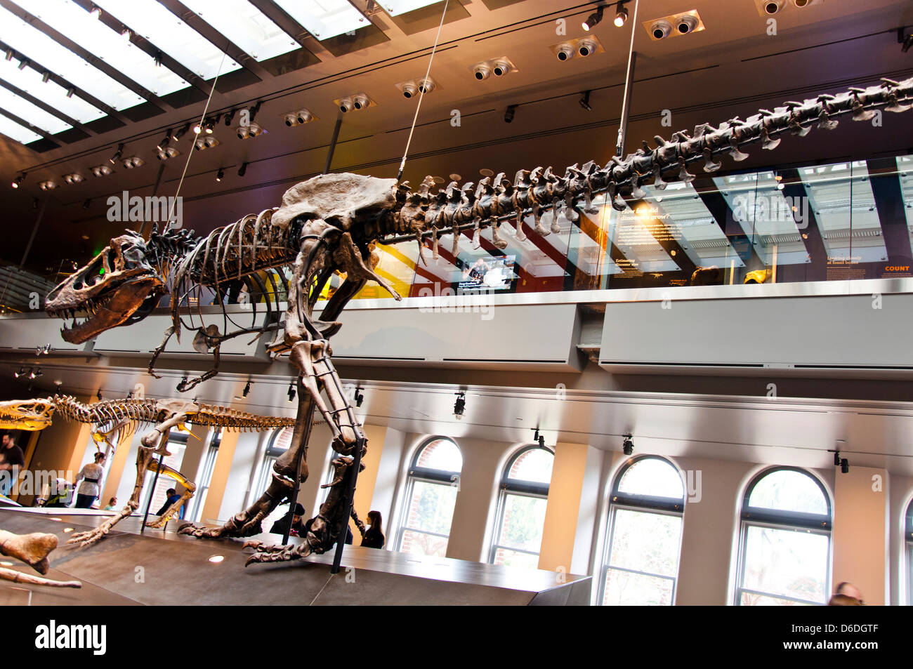 Dinosaur skeleton museum hi-res stock photography and images - Alamy