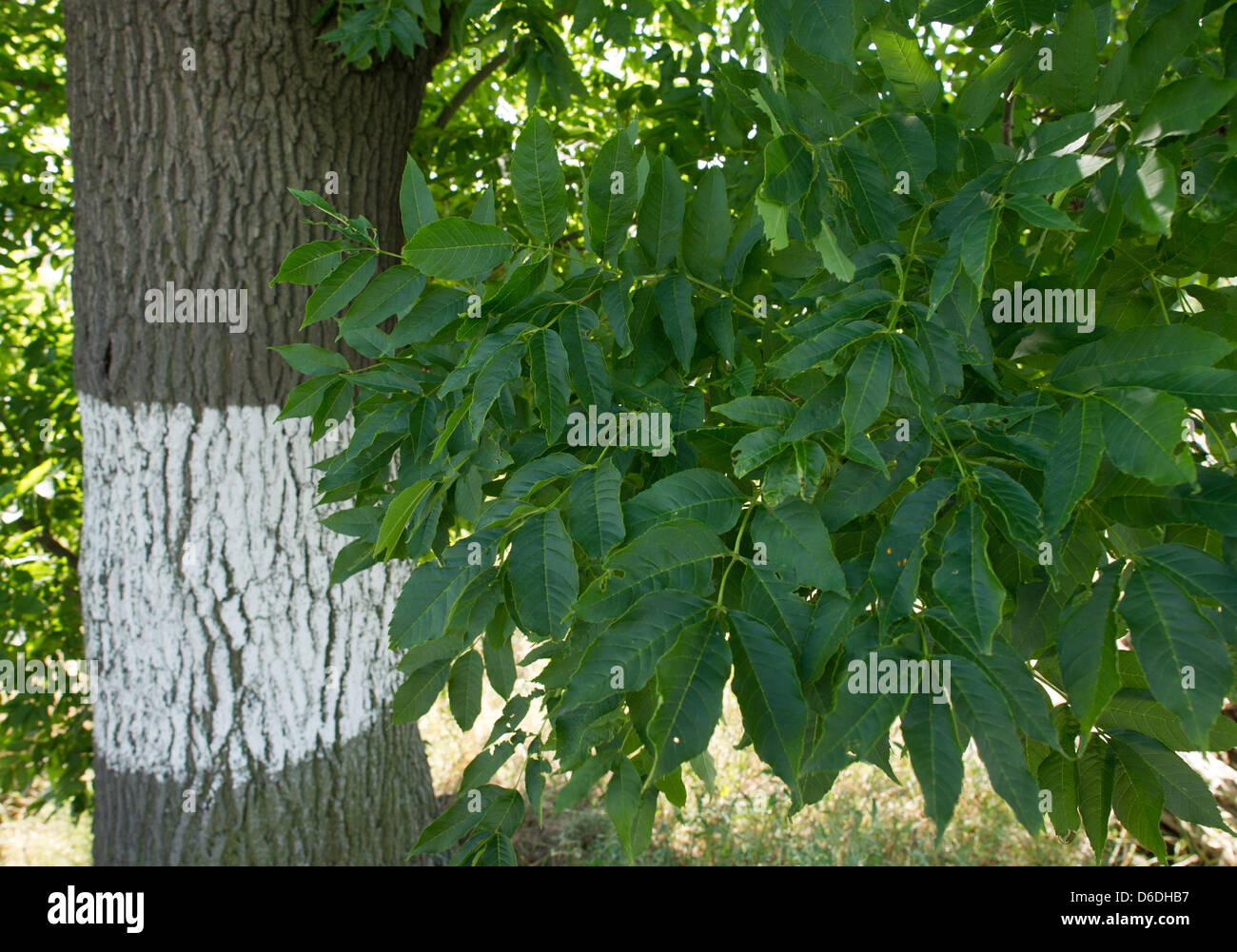 FILE - An archive picture dated 27 August 2012 shows an ash tree ...