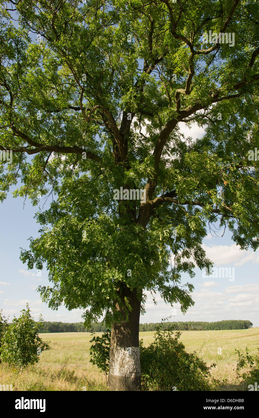 FILE - An archive picture dated 27 August 2012 shows an ash tree ...