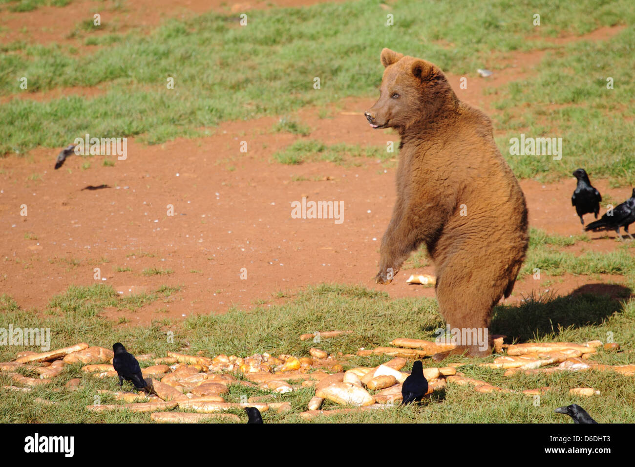 Picture of a beautiful bear Stock Photo - Alamy