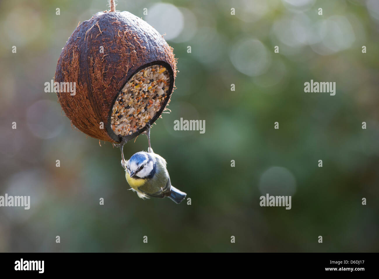 Parus Cearuleus. Blue tit feeding on a coconut bird feeder in the ...