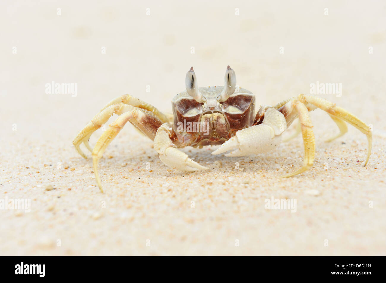 Crab on a beach Stock Photo - Alamy