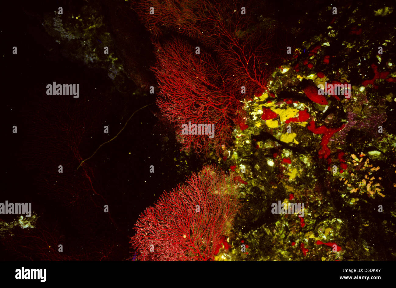 The red sea is seawater inlet of the indian ocean hi-res stock ...